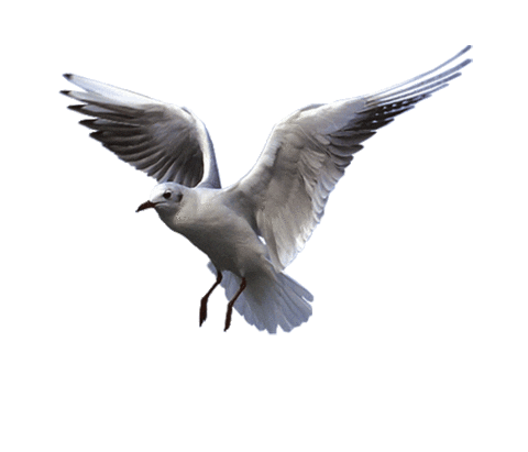 Bird Flying Sticker for iOS & Android | GIPHY