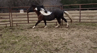 Horse Cantering Gif