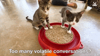 To-many-cats GIFs - Get the best GIF on GIPHY
