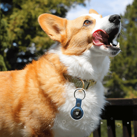 Pet-tracker GIFs - Get the best GIF on GIPHY