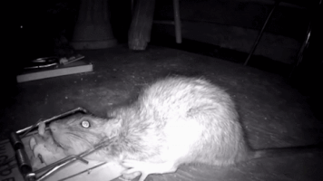 Mouse Trap GIFs - Find & Share on GIPHY