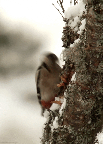 Great Spotted Woodpecker GIFs - Get the best GIF on GIPHY