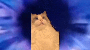 Cat Spazzing Out Gif