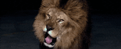 Lion GIFs - Find & Share on GIPHY