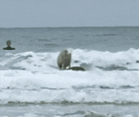 Surfing Internet Gif