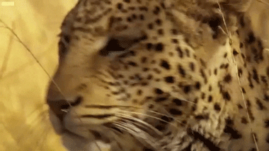 Leoparden Gif Tumblr Leopard Yawn GIFs | Tenor
