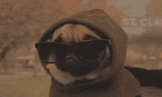 Dog In Sunglasses GIFs - Find & Share on GIPHY