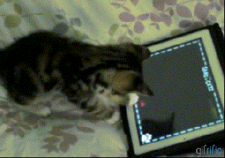 Cat-and-ipad GIFs - Get the best GIF on GIPHY