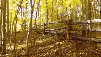 Colorado GIFs - Find & Share on GIPHY