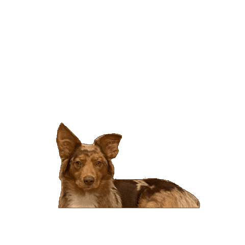 Australian Shepherd Jimmy Sticker by Stacy Rizzetta, Senior Editorial ...