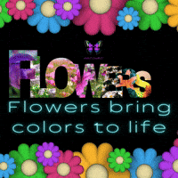 Color-flower GIFs - Get the best GIF on GIPHY