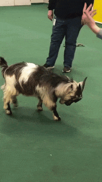 Baby Goats Jumping Gif