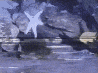 Best starfish GIFs - Primo GIF - Latest Animated GIFs