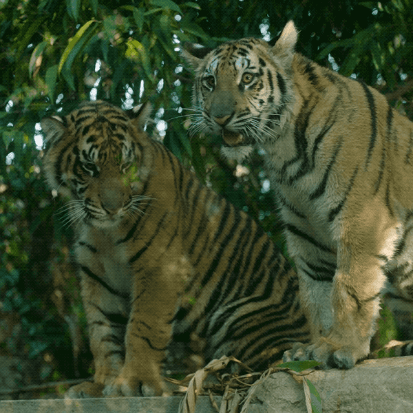 Happy Baby Animals GIF by San Diego Zoo - Find & Share on GIPHY