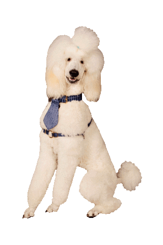 Standard Poodle Dog Sticker by beangoods for iOS & Android | GIPHY