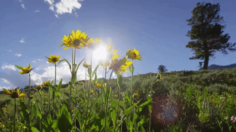 Spring Symphony For Our World GIF by Nat Geo Wild - Find & Share on GIPHY