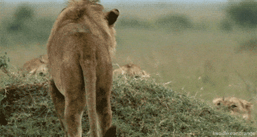 Post Gif to describe L to Lions - Colts Football - Indianapolis Colts ...