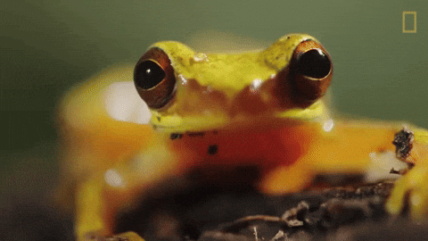 GIF by Nat Geo Wild - Find & Share on GIPHY