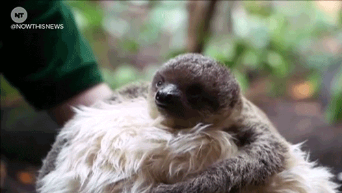 Sloth Gif Deal With It