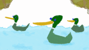 Ducks In A Row GIFs - Find & Share on GIPHY