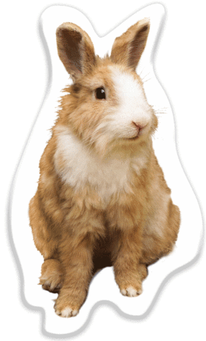 Bunny Rabbit Sticker by Pets Add Life for iOS & Android | GIPHY