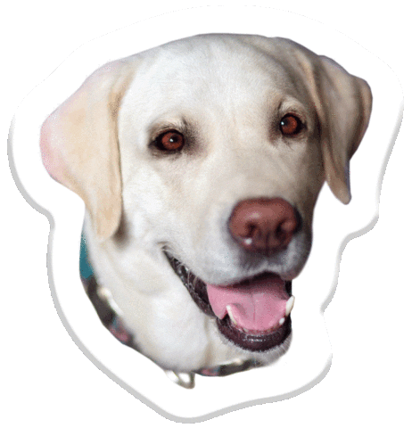 Dog Wink Sticker by Pets Add Life for iOS & Android | GIPHY