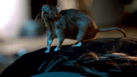 Rats GIF by Ghost - Find & Share on GIPHY