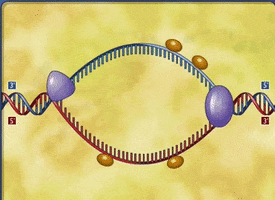 Dna Replication GIFs - Find & Share on GIPHY