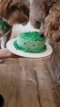 Birthday Cake Dog Gif