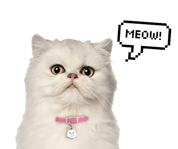 Cat Meow Sticker by prettylittlething for iOS & Android | GIPHY