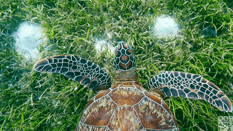 Sea Turtle Gif