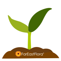 Plant Growing Gif