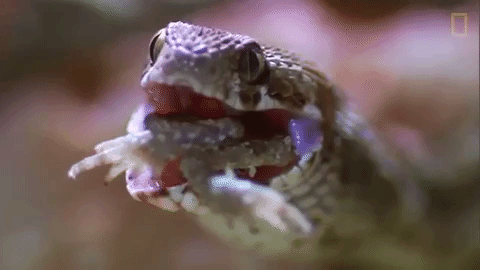 Yum Snake GIFs - Find & Share on GIPHY