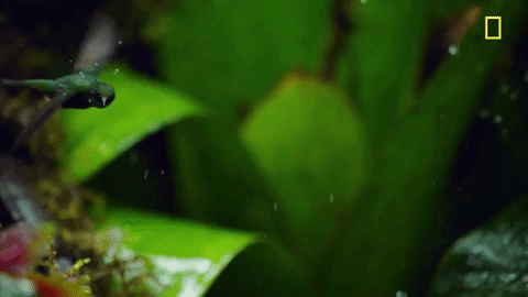 Hostile Planet: Jungle by National Geographic TV | GIPHY