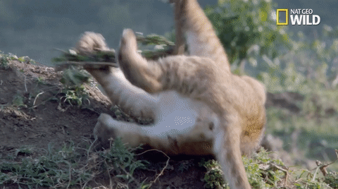 Nat Geo Big Cat Week GIF by Nat Geo Wild - Find & Share on GIPHY
