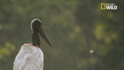 Jaguar Supercat GIFs - Get the best GIF on GIPHY