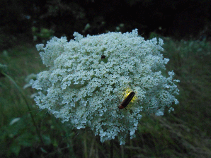 Fireflies GIF by Trevor Anderson - Find & Share on GIPHY