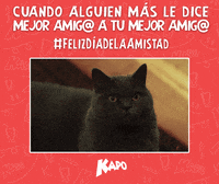 Gato Shitpost GIFs - Find & Share on GIPHY