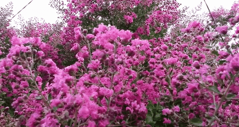 Crape-myrtle GIFs - Get the best GIF on GIPHY