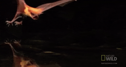 Bat Flying GIFs - Get the best GIF on GIPHY