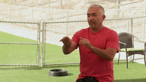 Cesar Millan GIF by Nat Geo Wild - Find & Share on GIPHY