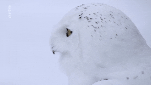 Awkward Snowy Owl GIF by ARTE - Find & Share on GIPHY