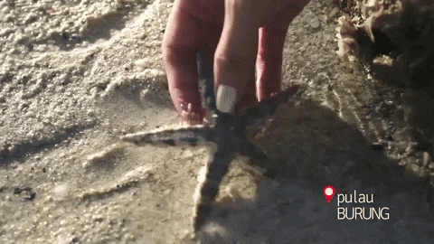 Bintang Laut GIFs - Get the best GIF on GIPHY