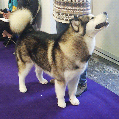 Dog GIF by Westminster Kennel Club - Find & Share on GIPHY