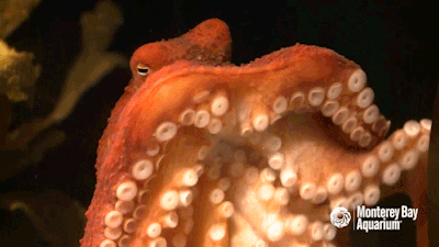 Red Octopus GIF by Monterey Bay Aquarium - Find & Share on GIPHY