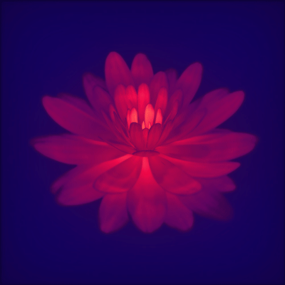 Loop Flower GIF by davestrick - Find & Share on GIPHY