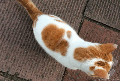 Cat-specs GIFs - Get the best GIF on GIPHY
