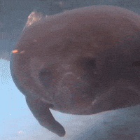 Cute Manatee Gif