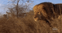 Lion Attacking Prey Gif