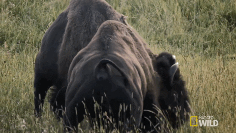 Yellowstone GIF by Nat Geo Wild - Find & Share on GIPHY
